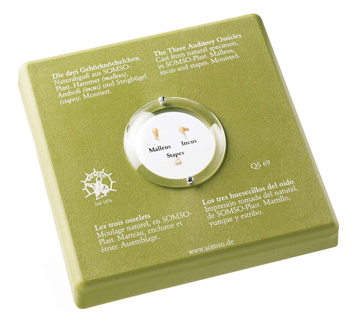 Die drei Gehörknöchelchen | Gehörknöchelchen / Labyrinth | Ohr ...