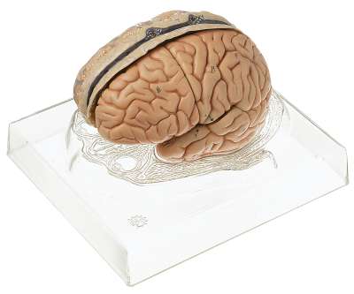 Model of Brain | Detachable brain models | Brain Models | Brain ...