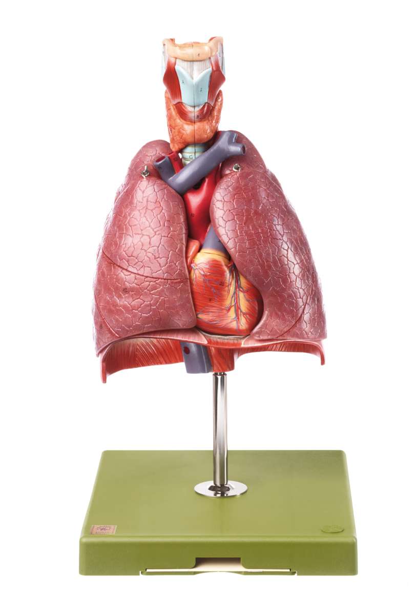 Model of the thorax | Trachea / Lung | Viscera | Anatomical SOMSO ...