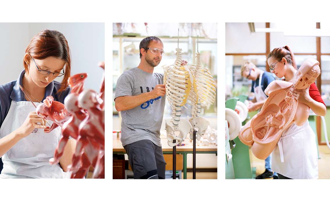 Informationen | Anatomische SOMSO® Modelle | CLA® - Coburger ...