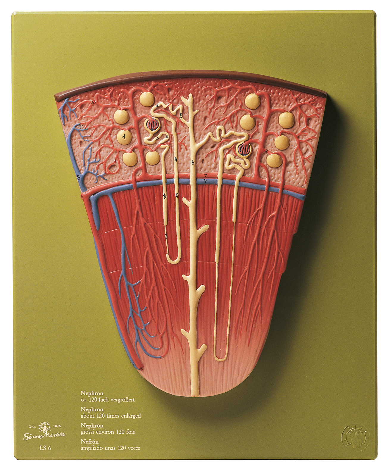 Nephron | Harnorgane | Eingeweide | Anatomische SOMSO® Modelle | CLA ...