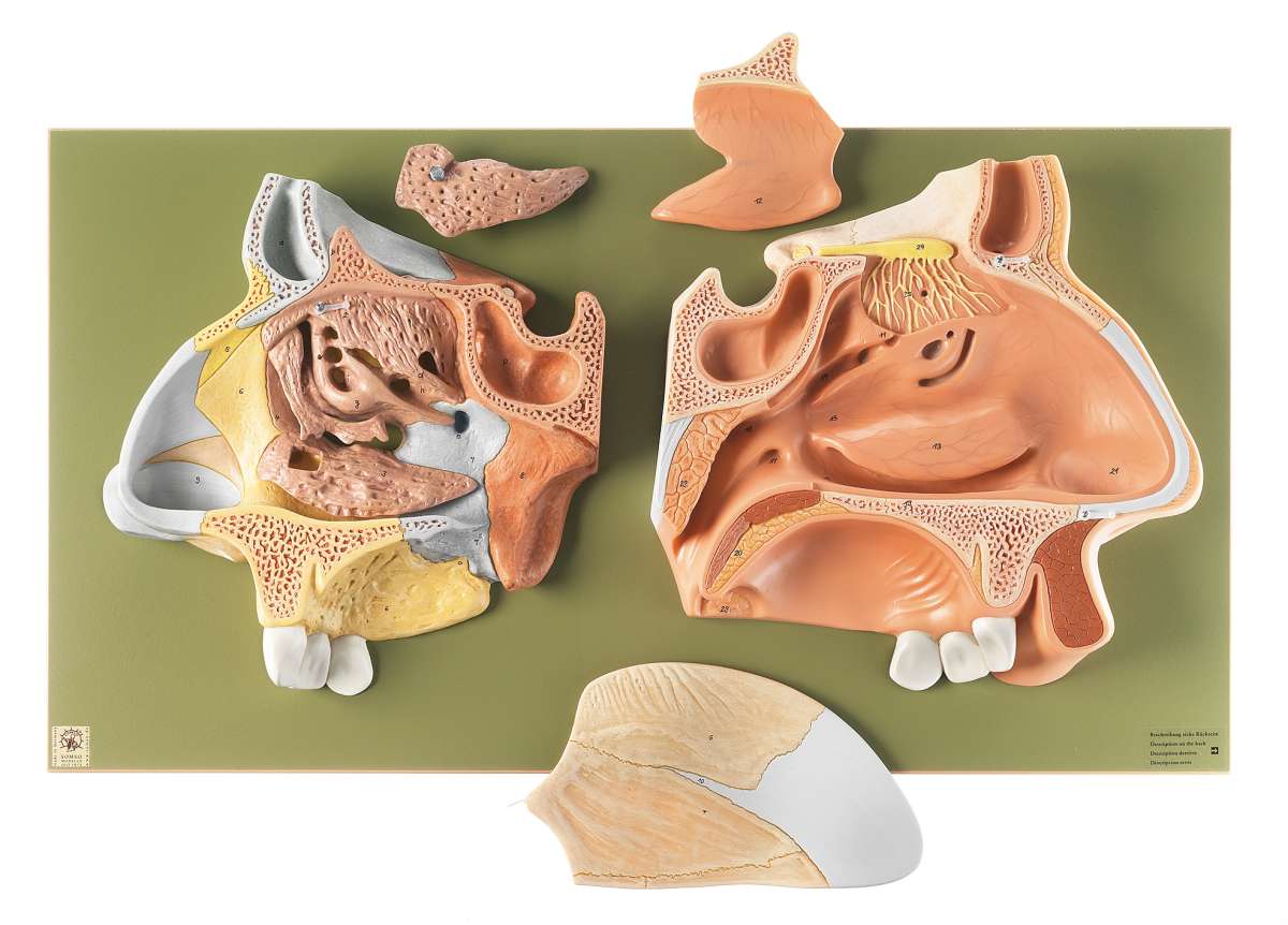 Nase | Nase | Sinnesorgane | Anatomische SOMSO® Modelle | CLA ...