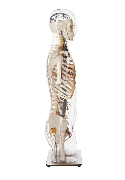 Transparent Torso Model with Blood Vessels and Head | Transparent Torso ...