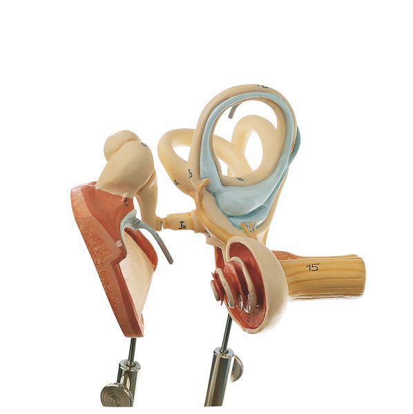 Labyrinth mit Gehörknöchelchen und Trommelfell | Gehörknöchelchen ...