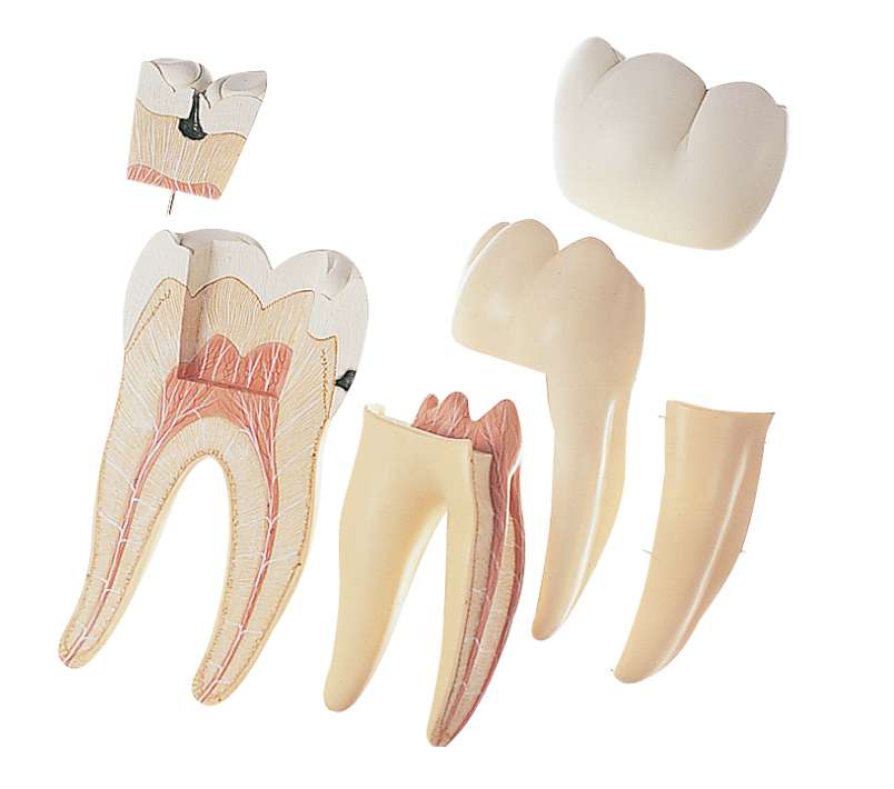 Right Lower First Molar | Enlarged Tooth Models | Oral Cavity | Head ...
