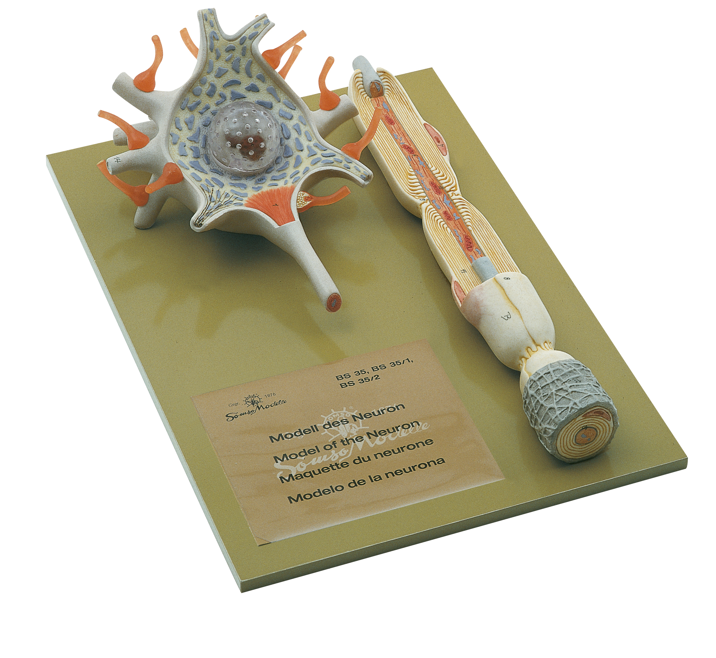 Neuron | Nervous System Models | Cell Biology | General Anatomy ...