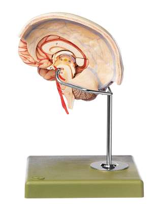 Brainmodell with Arteries, Falx Cerebri and Indicated Cytoarchitectural ...