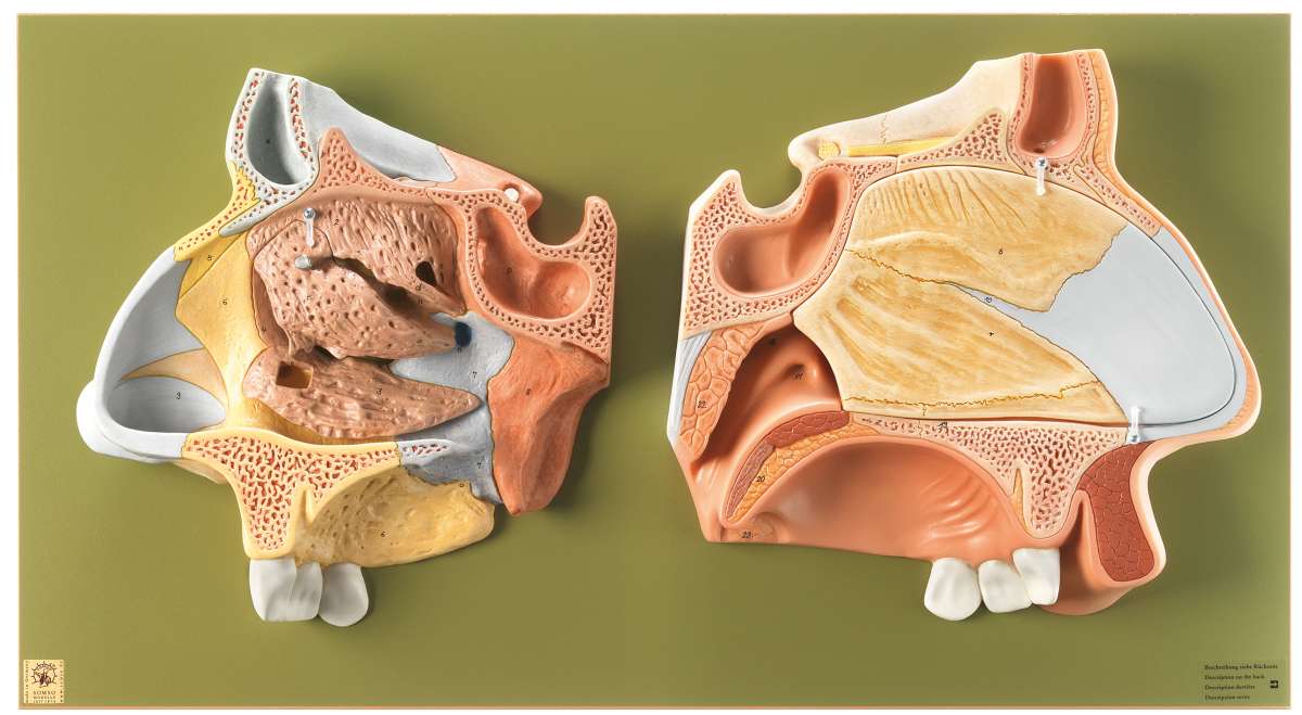 Nase | Sinnesorgane | Anatomische SOMSO® Modelle | CLA® - Coburger ...