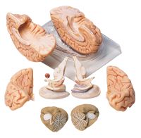Brain | Detachable brain models | Brain Models | Brain / Spinal Cord ...
