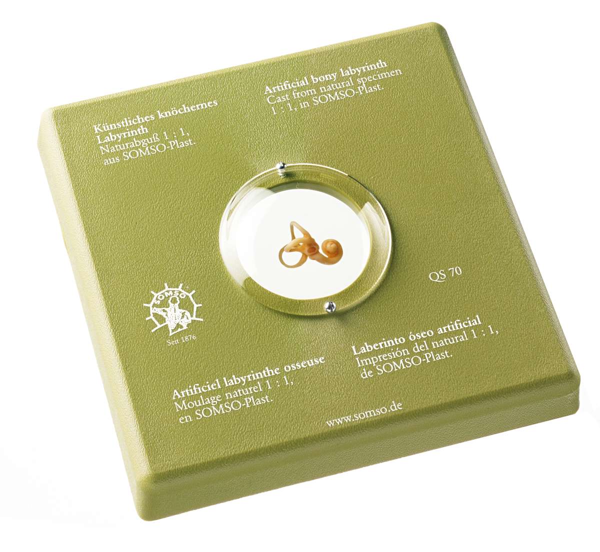 Künstliches knöchernes Labyrinth | Gehörknöchelchen / Labyrinth | Ohr ...