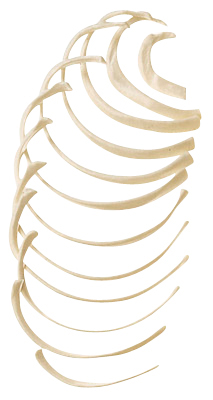 Rippe (Costa) | Einzelne Knochen | Skelett | Allgemeine Anatomie ...