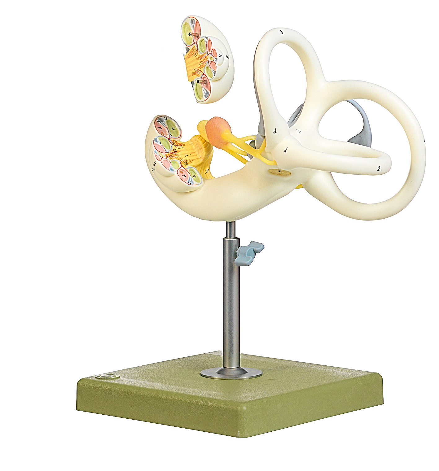 Labyrinth | Gehörknöchelchen / Labyrinth | Ohr | Sinnesorgane ...