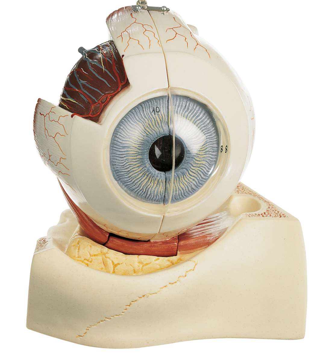 Augapfel | 5-fach vergrößerte Modelle des Auges | Auge | Sinnesorgane ...