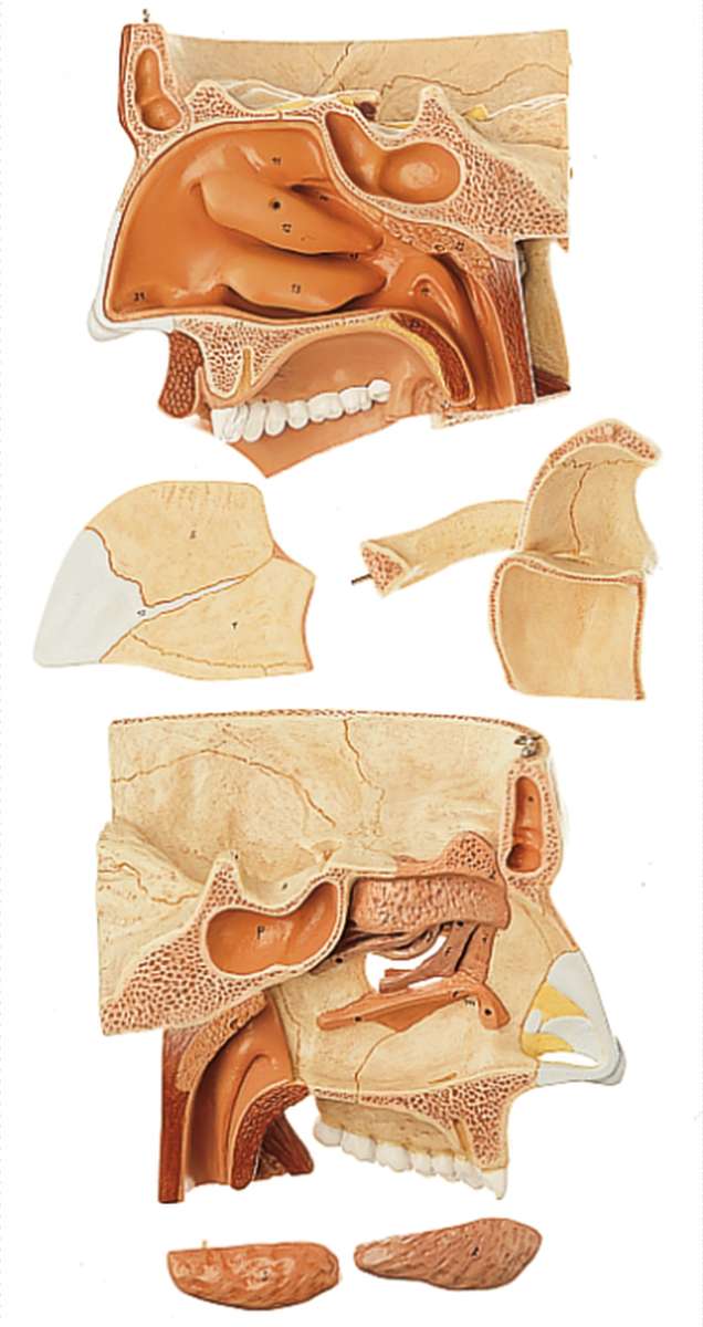 Nase und Nasenhöhlen | Nase | Sinnesorgane | Anatomische SOMSO® Modelle ...