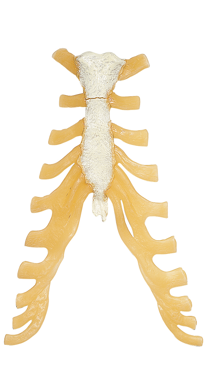 Sternum | Einzelne Knochen | Skelett | Allgemeine Anatomie ...