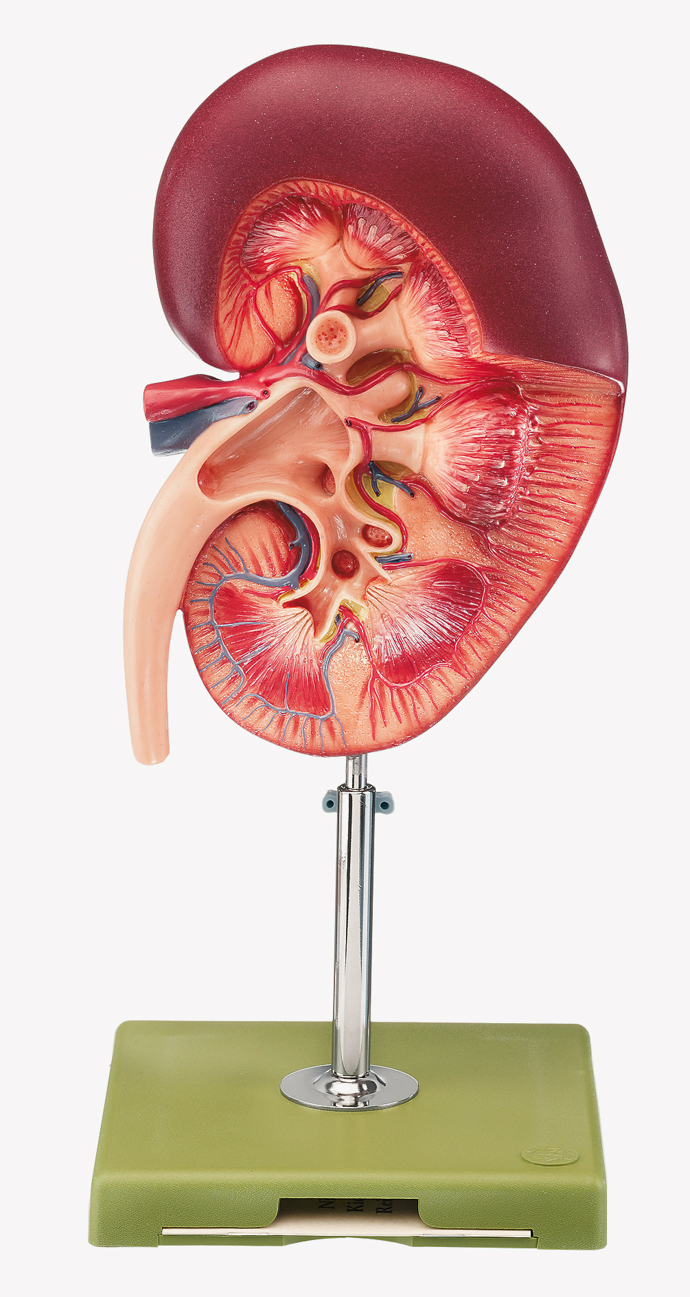 Rechte Niere | Harnorgane | Eingeweide | Anatomische SOMSO® Modelle ...