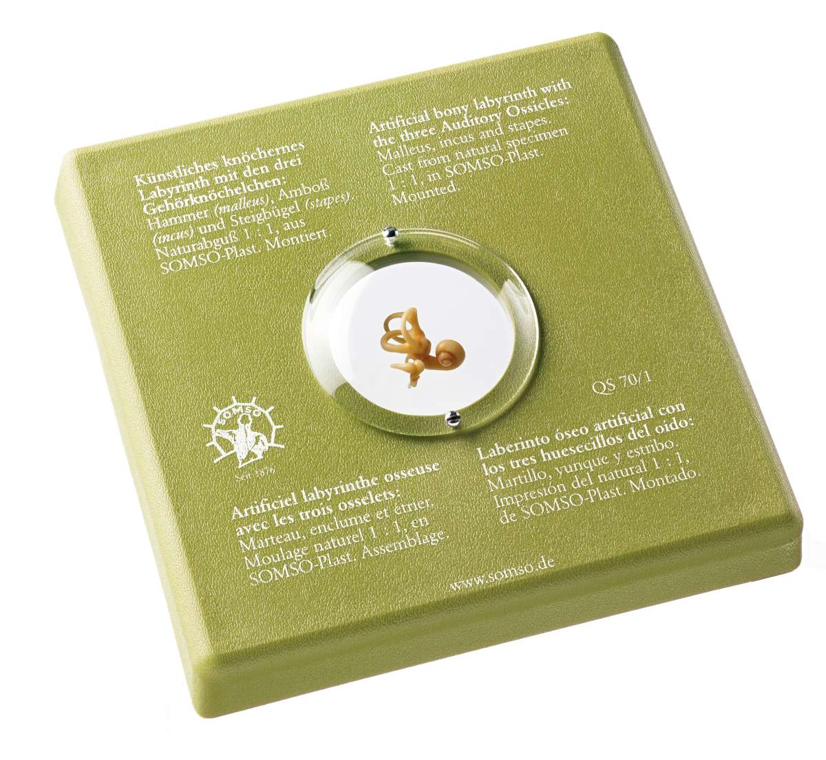 Die drei Gehörknöchelchen mit Künstlichem Labyrinth | Gehörknöchelchen ...