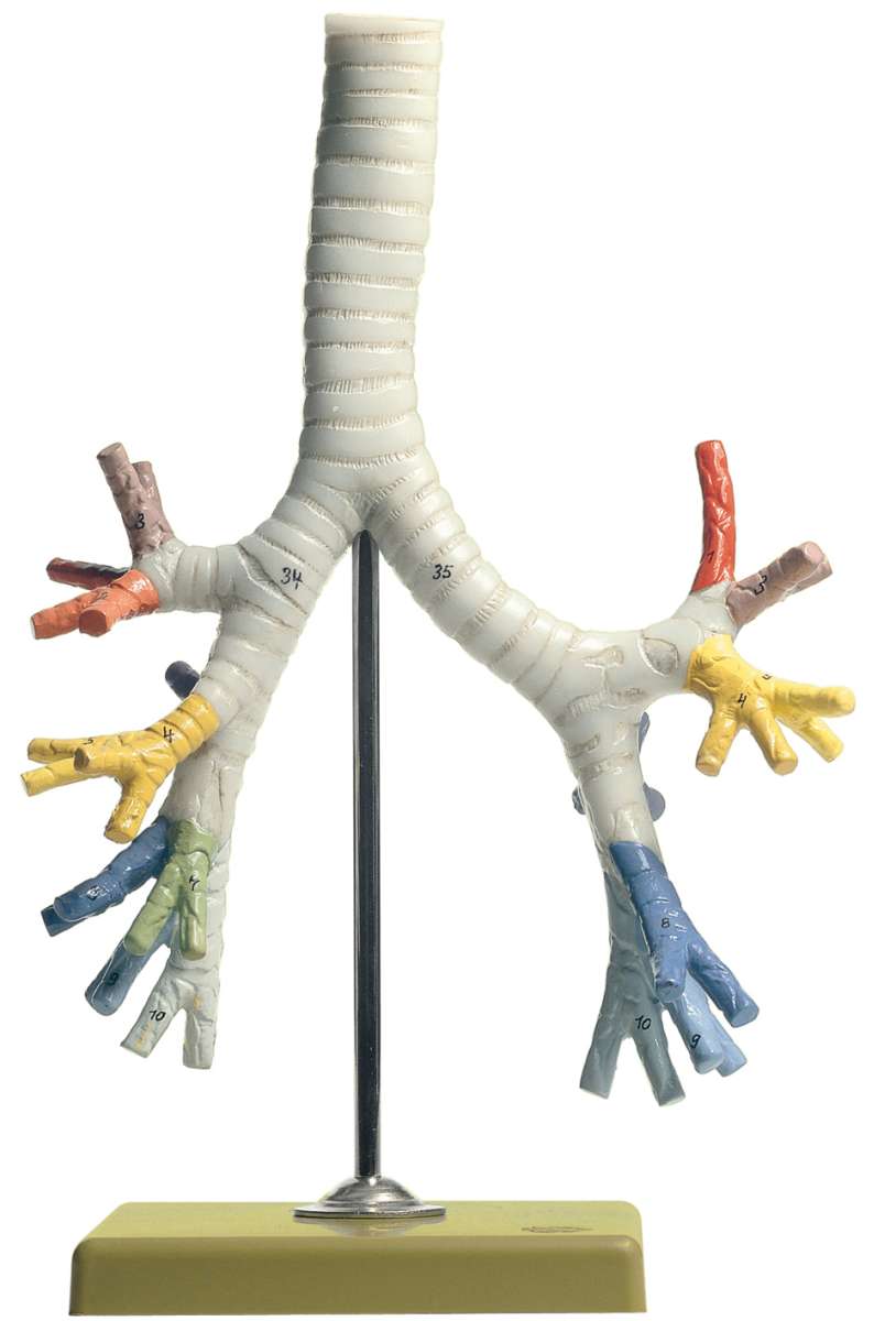 Bronchialbaum | Luftröhre / Lunge | Eingeweide | Anatomische SOMSO ...