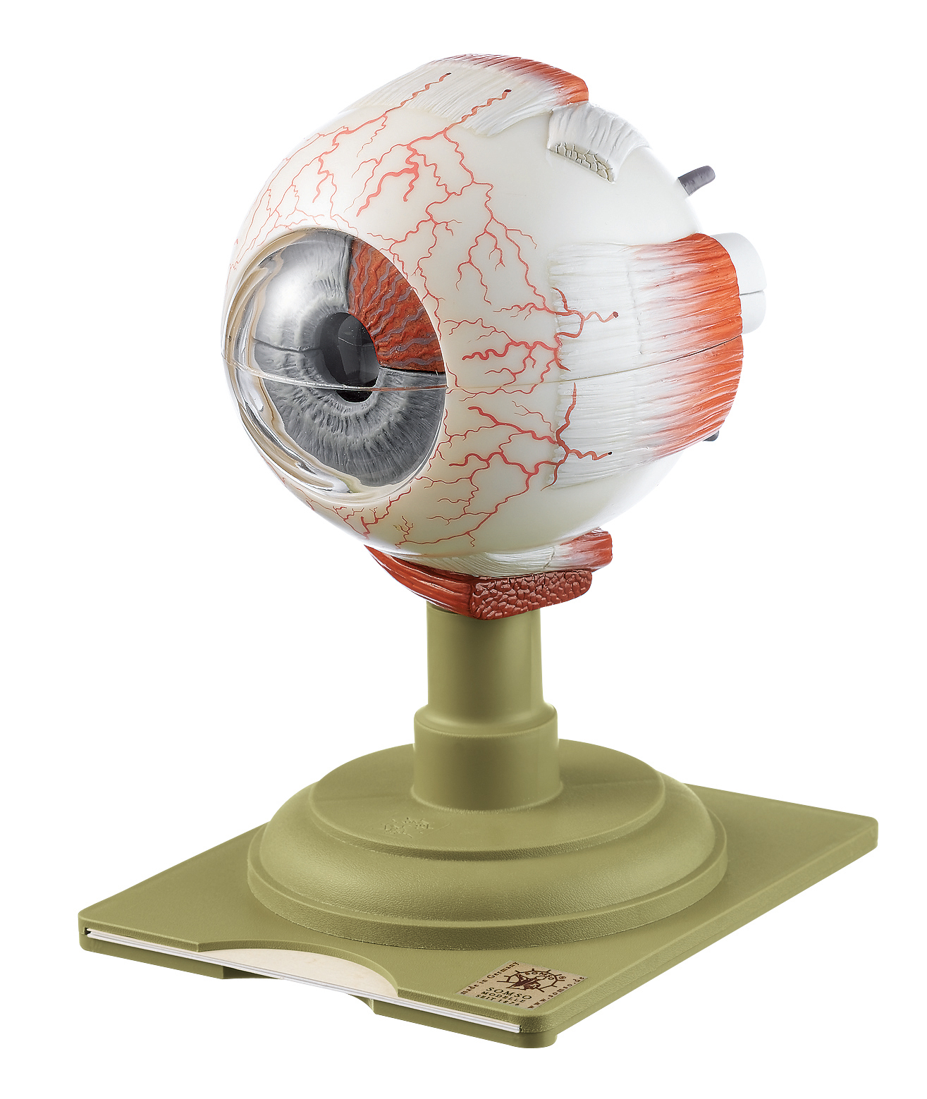 Augapfel | 4-fach vergrößerte Modelle des Auges | Auge | Sinnesorgane ...