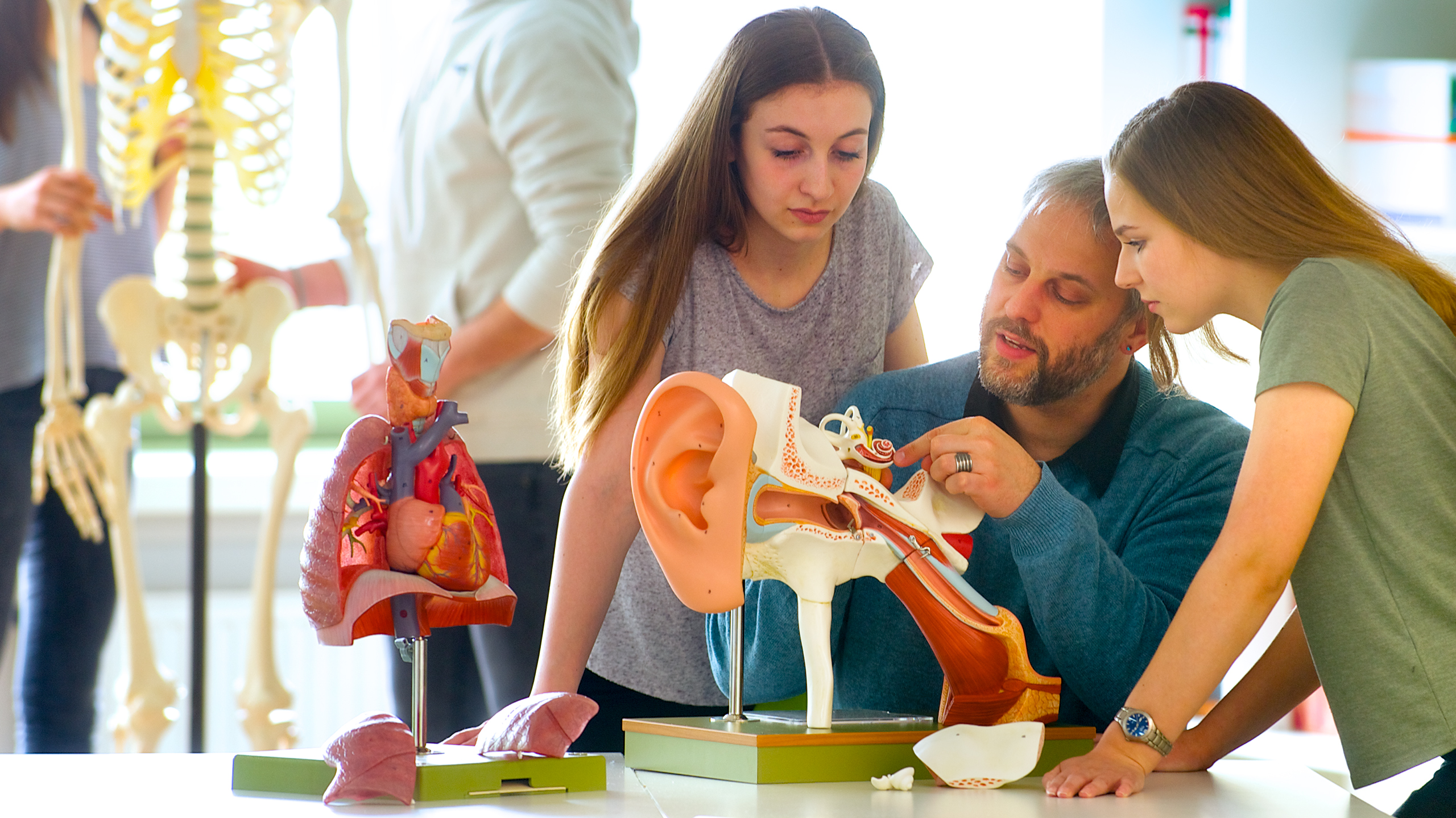 Anatomische Modelle | CLA® - Coburger Lehrmittelanstalt