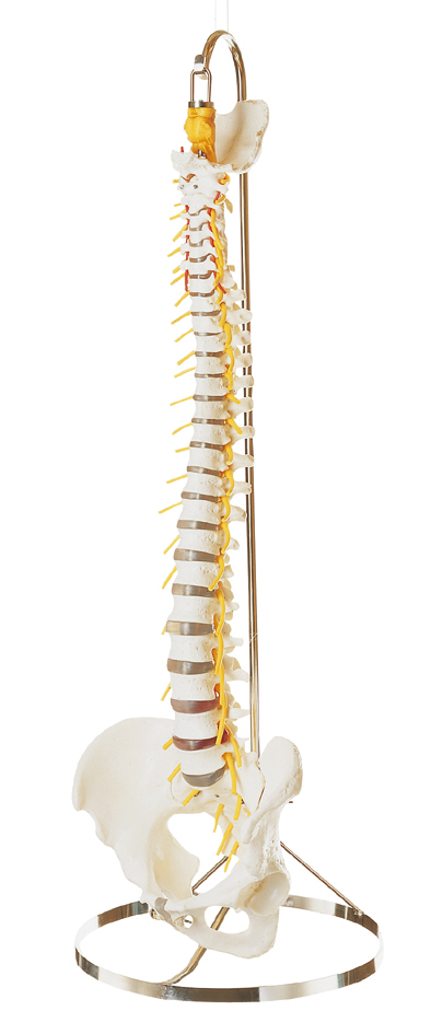 Wirbelsäule mit Becken | Wirbelsäulen | Skelett | Allgemeine Anatomie ...