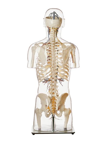 Transparent Torso Model with Blood Vessels and Head | Transparent Torso ...